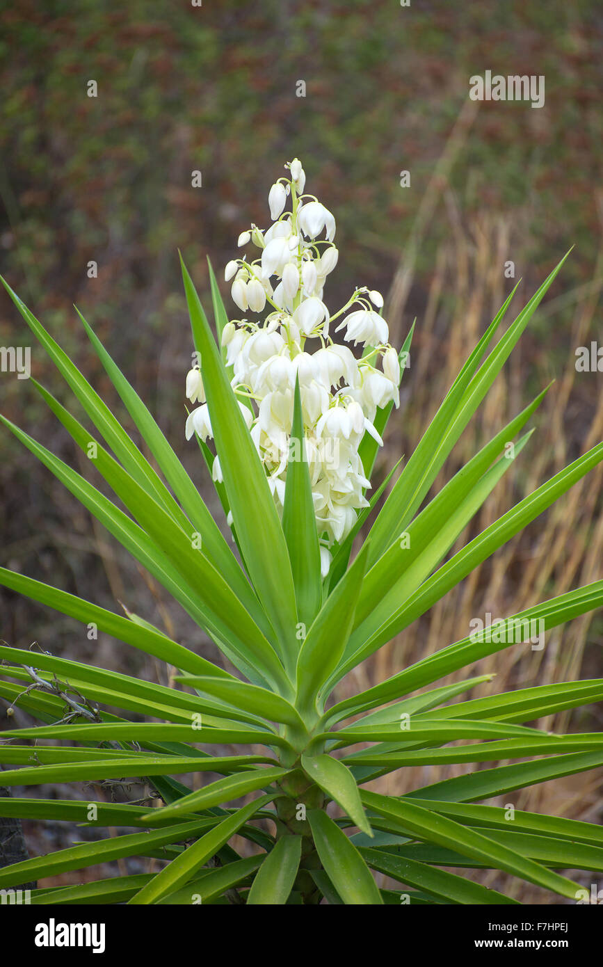 Very beautiful blooming Yucca flower Stock Photo - Alamy