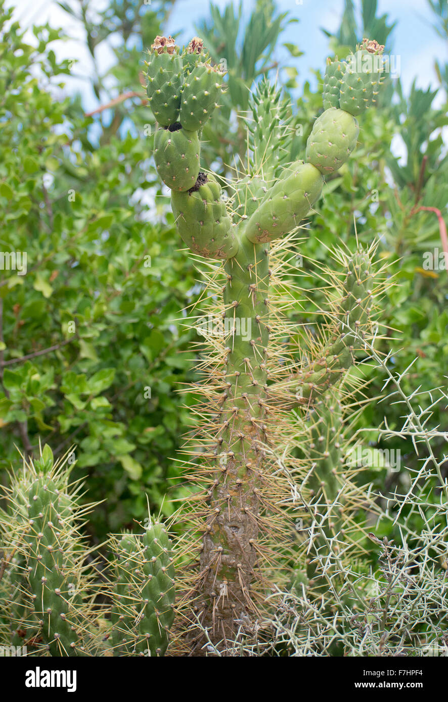 Lot of cacti in national park Stock Photo - Alamy