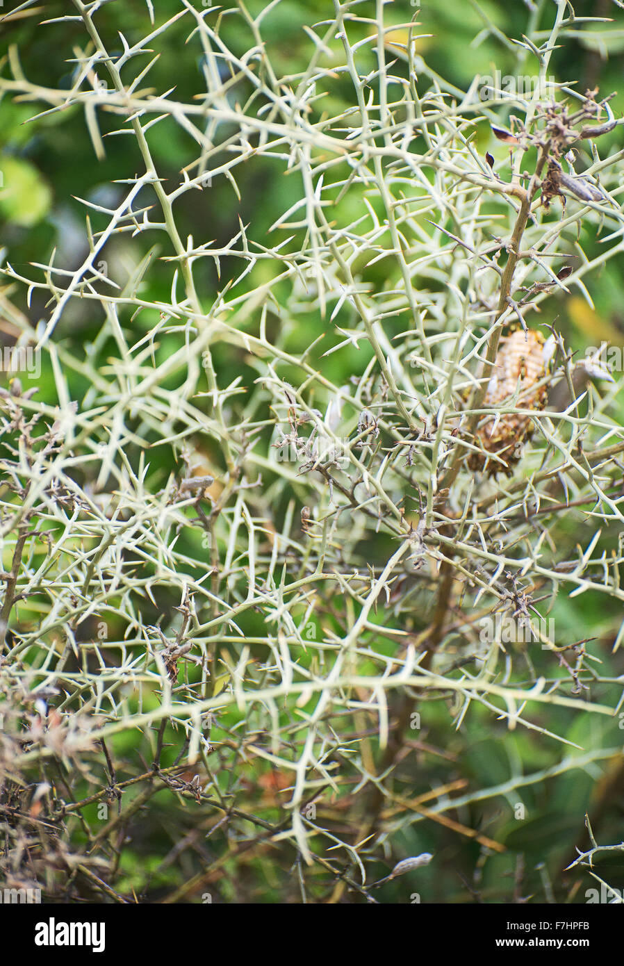 Thorn Bush Close Up Stock Photos & Thorn Bush Close Up Stock Images - Alamy