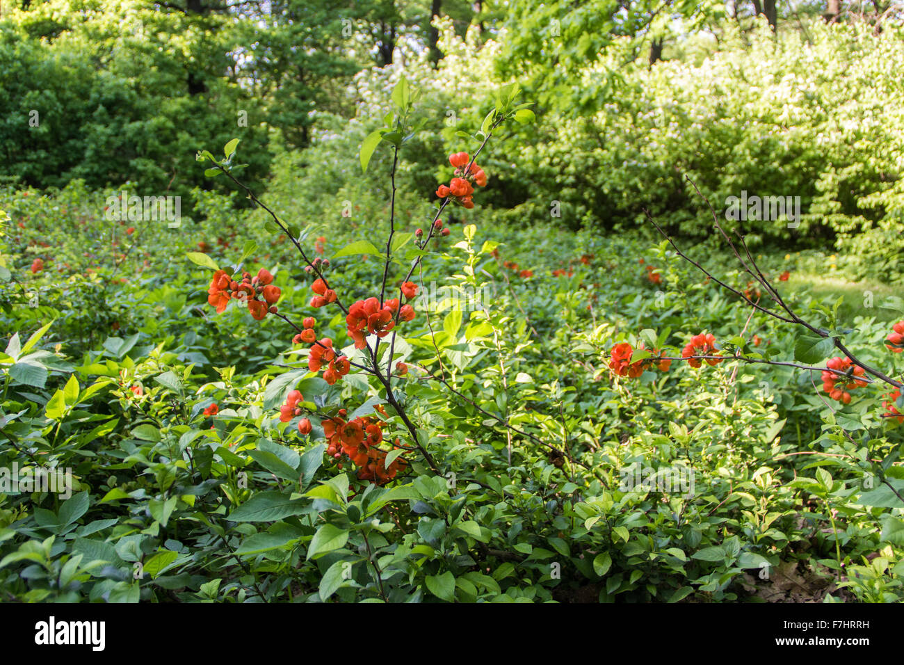 Plants limb hi-res stock photography and images - Alamy