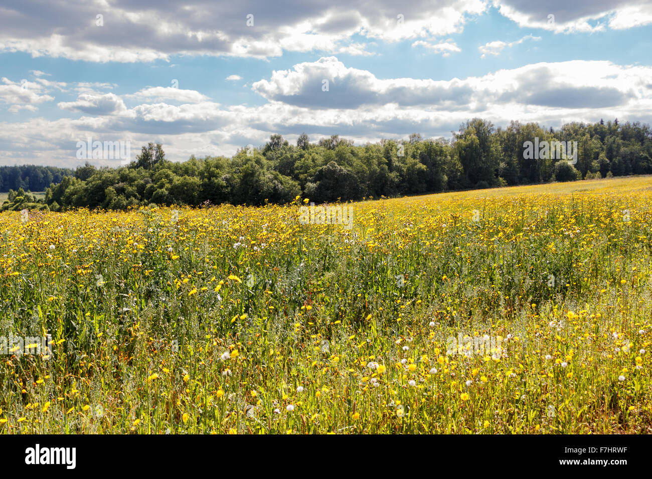 Field of yellow flowers hi-res stock photography and images - Alamy