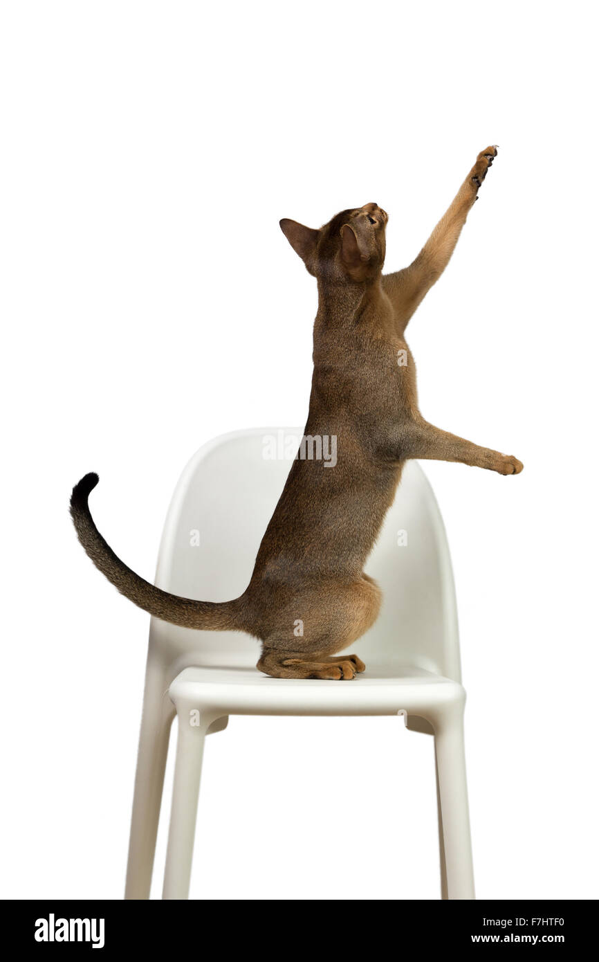 Abyssinian cat plays standing on its hind legs on a chair isolated on ...