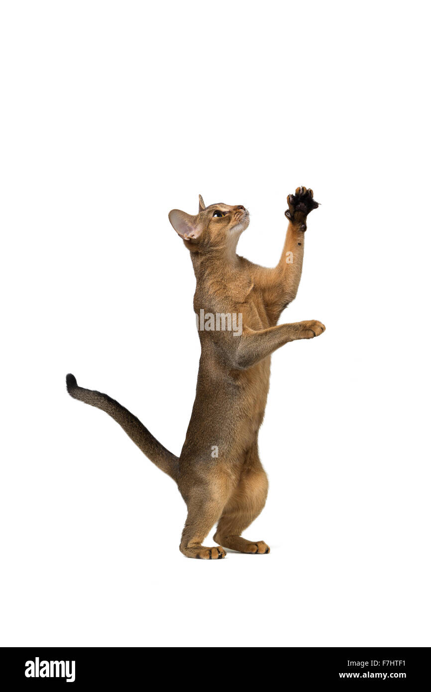 Abyssinian cat plays standing on its hind legs isolated on white ...