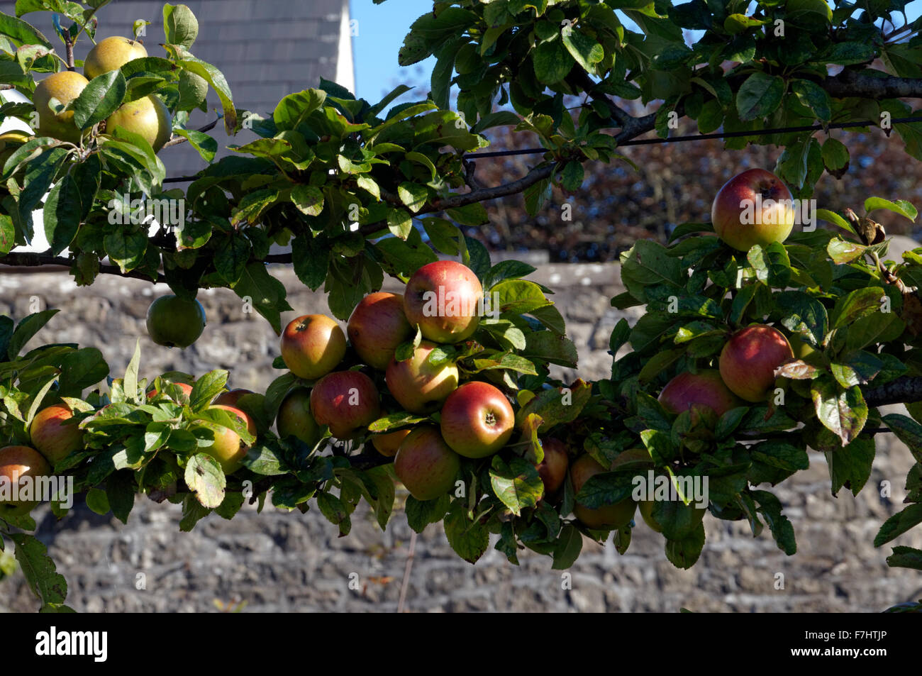 British trees apple tree hi-res stock photography and images - Alamy