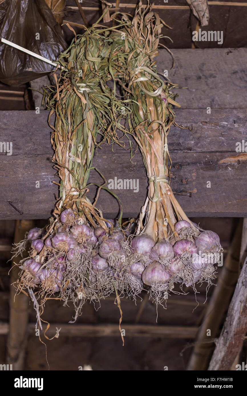 Bunch of hanging garlic hi-res stock photography and images - Alamy