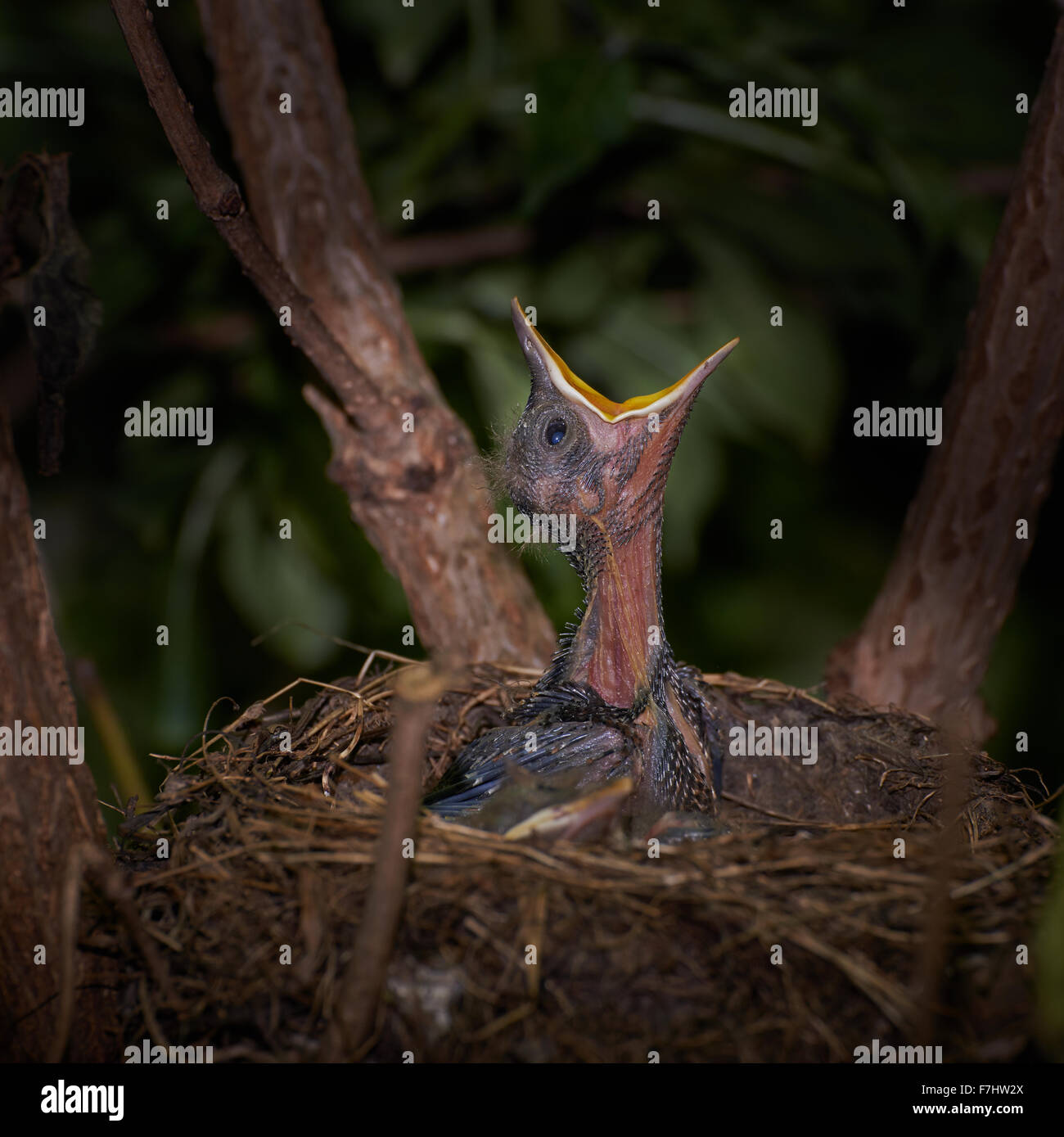 Blackbird chick hi-res stock photography and images - Alamy