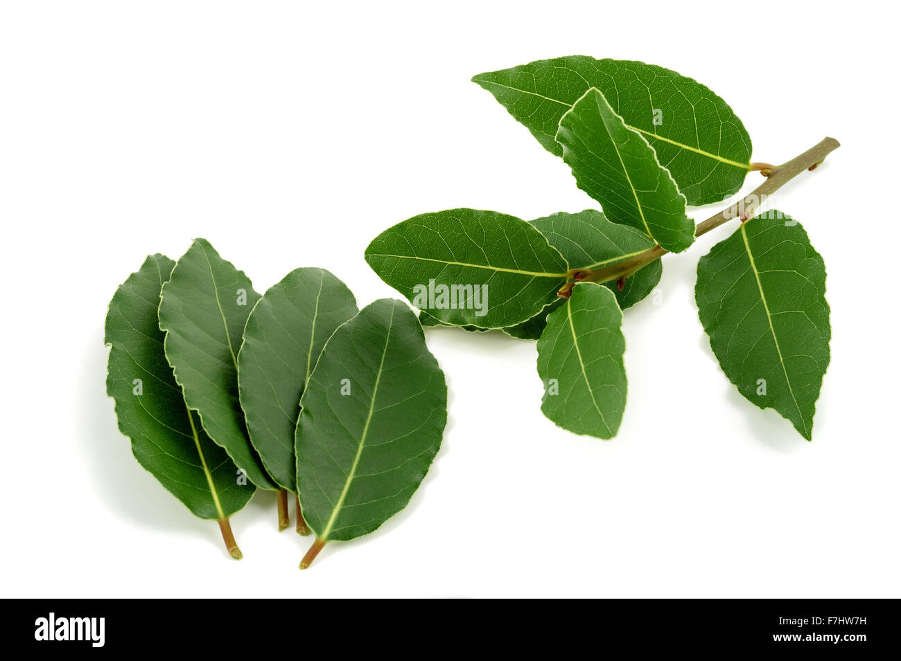 Laurel branch and leaves isolated on white background Stock Photo - Alamy