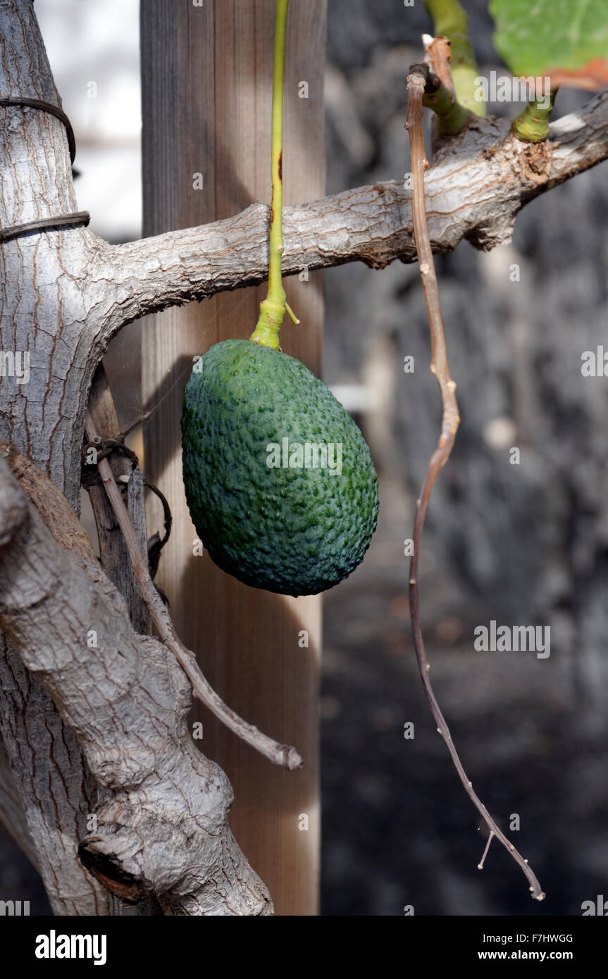 Avocado pear hi-res stock photography and images - Alamy