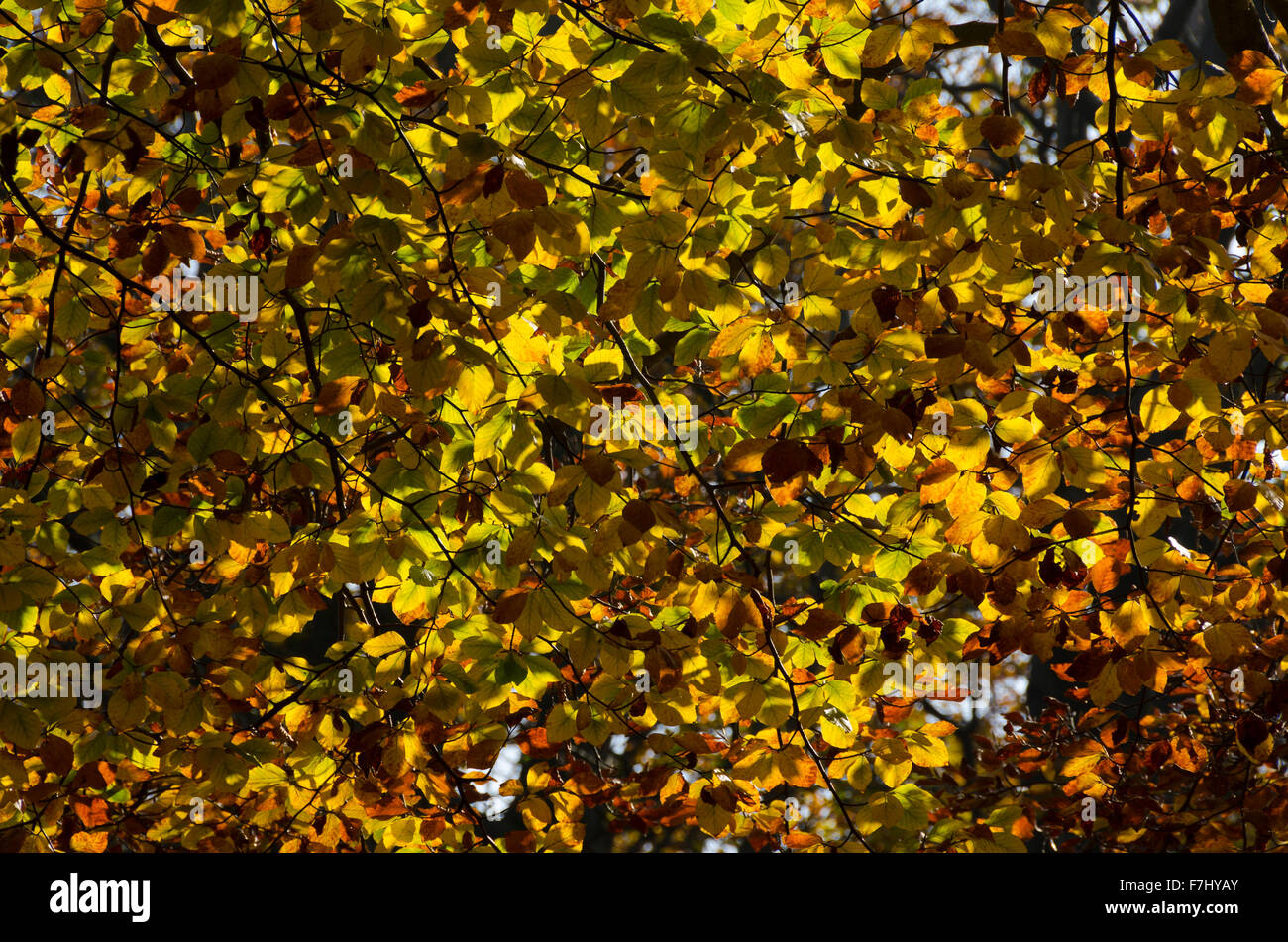 landscape and colors of autumn in Liguria Stock Photo - Alamy