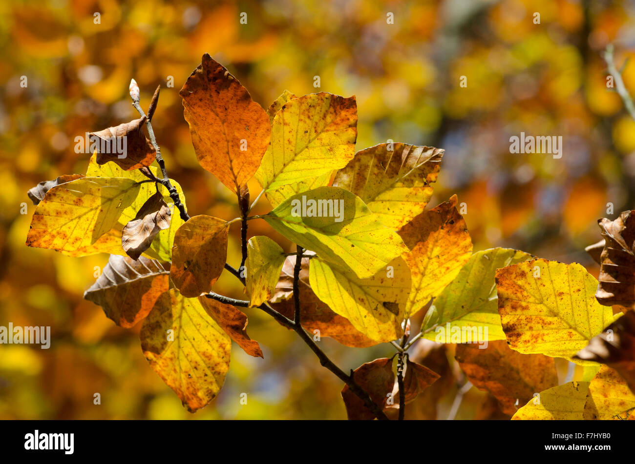 landscape and colors of autumn in Liguria Stock Photo - Alamy