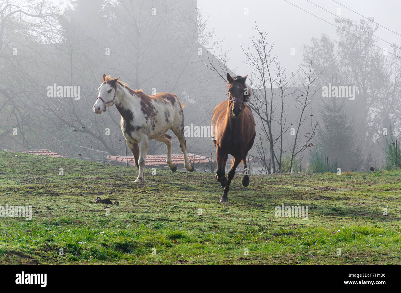 Couple horses galloping hi-res stock photography and images - Alamy