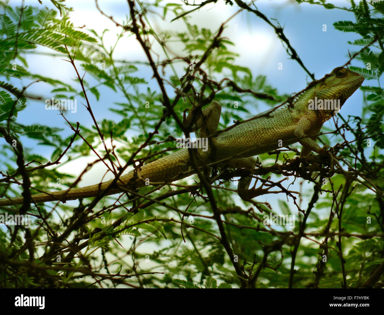 Green Lizard Hiding with Green Plants Stock Photo - Alamy