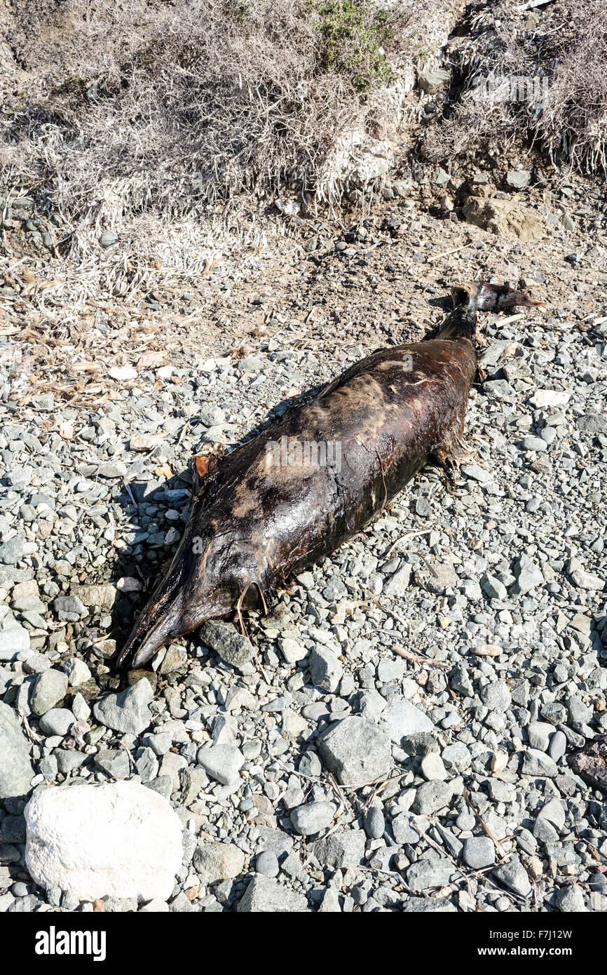 Dead Dolphin rotting on pebble beach Stock Photo - Alamy