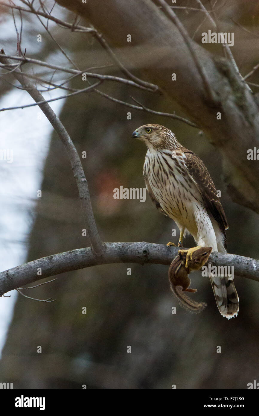 Close up red tailed hawk hi-res stock photography and images - Alamy