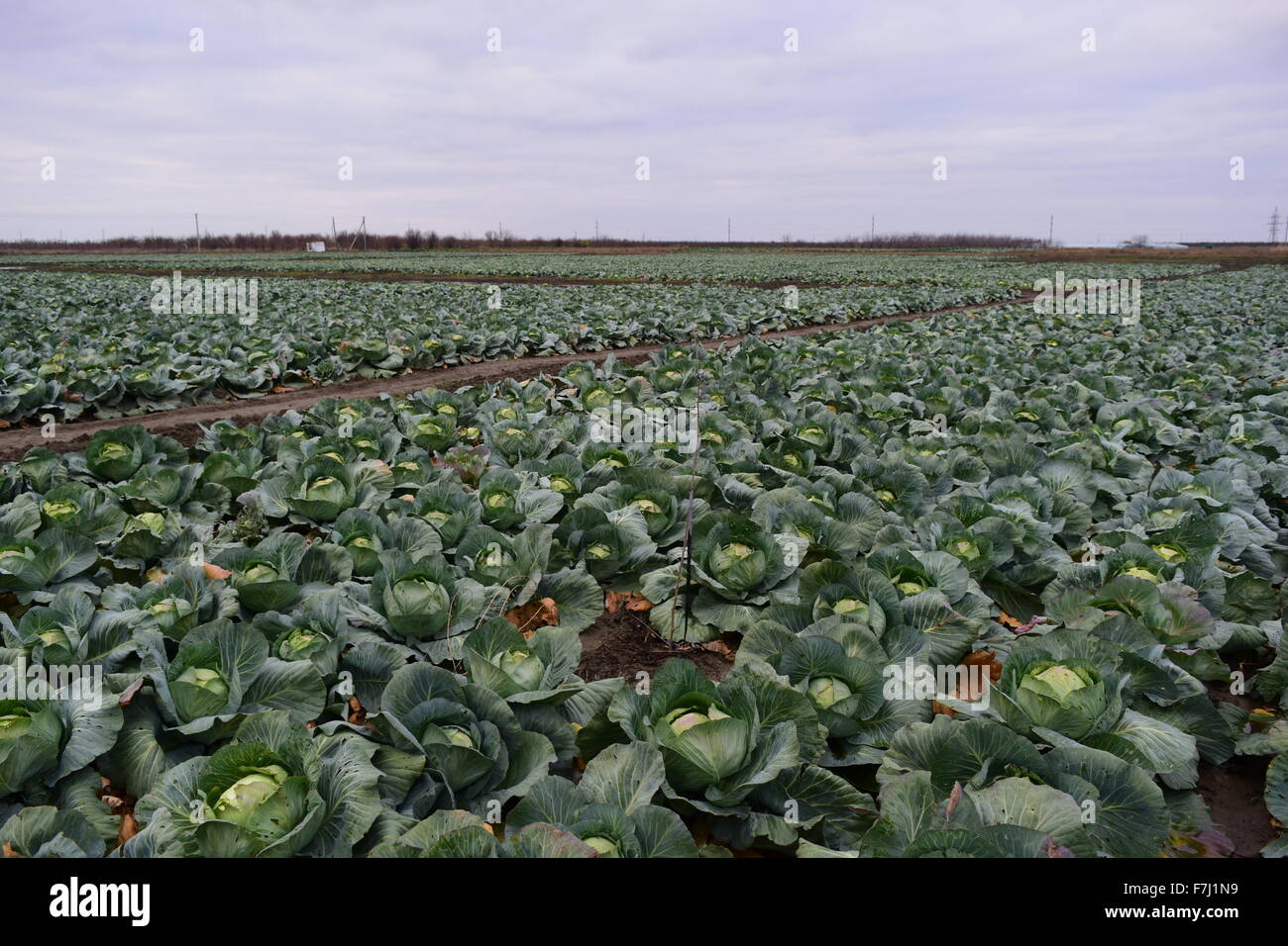 The cabbage field Stock Photo - Alamy
