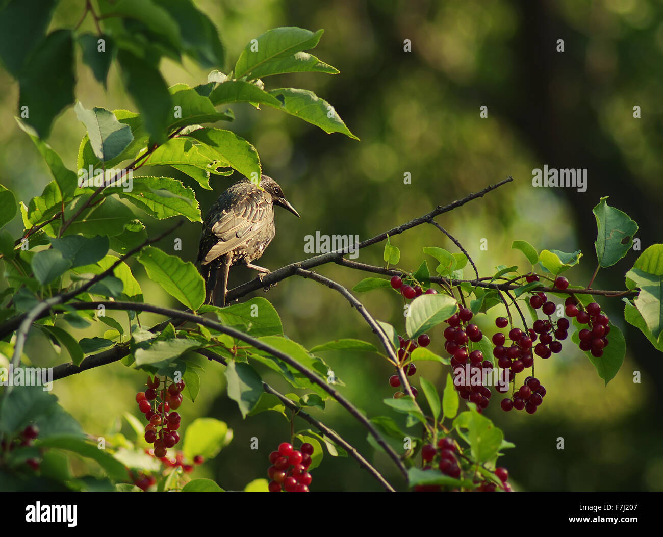 Cherry tree bird hi-res stock photography and images - Alamy