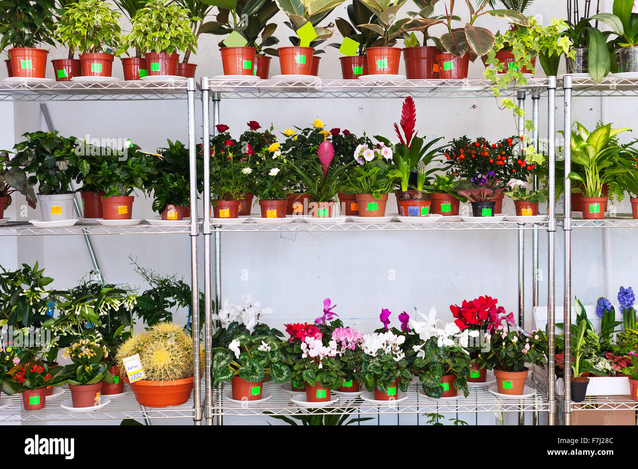 Shelves with flowers in pots in floral shop Stock Photo - Alamy