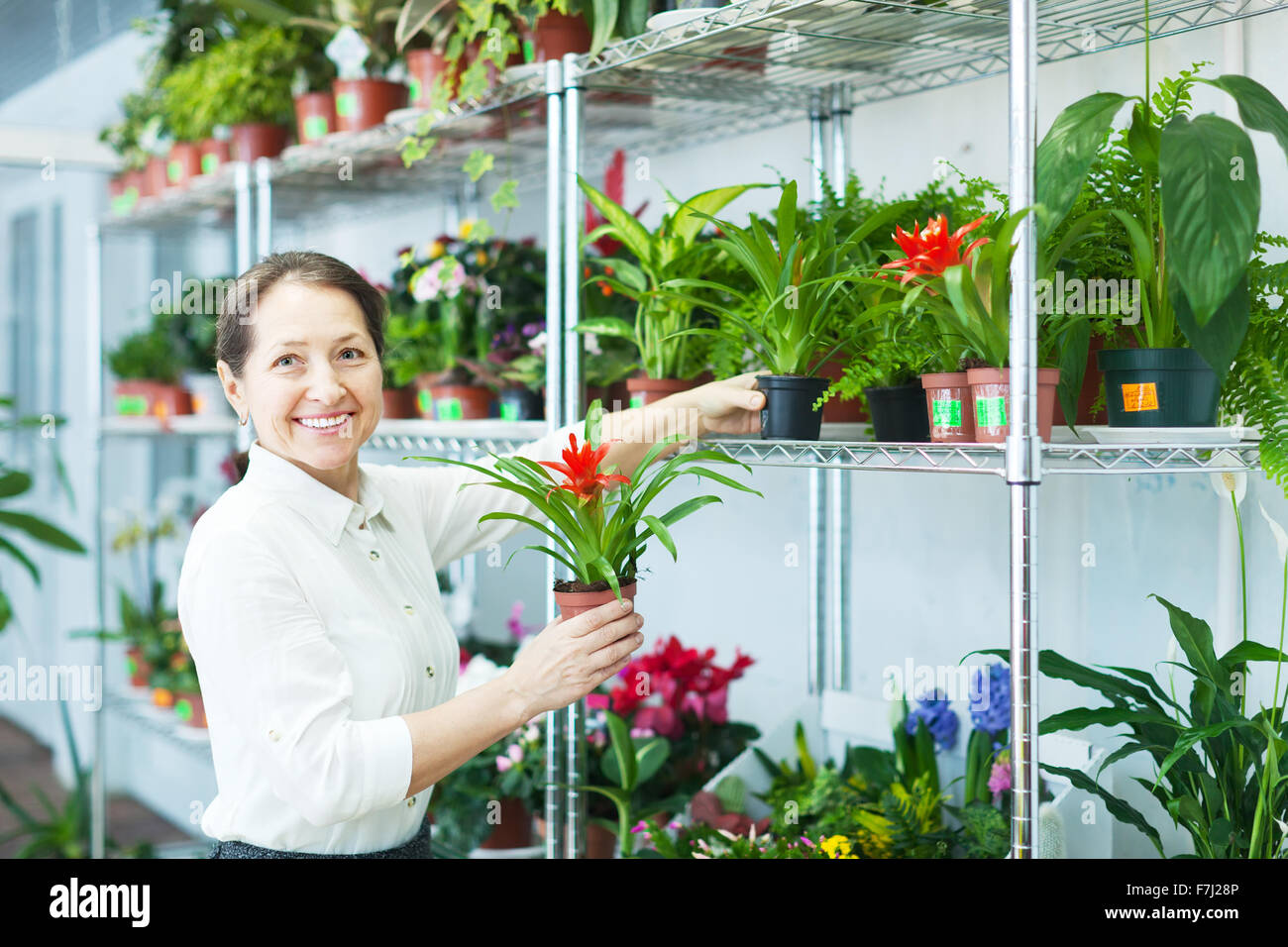 Female florist cyclamen plant hi-res stock photography and images - Alamy