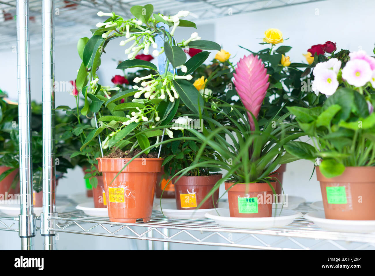 Stephanotis plant surrounded by different flowers in flower store Stock ...
