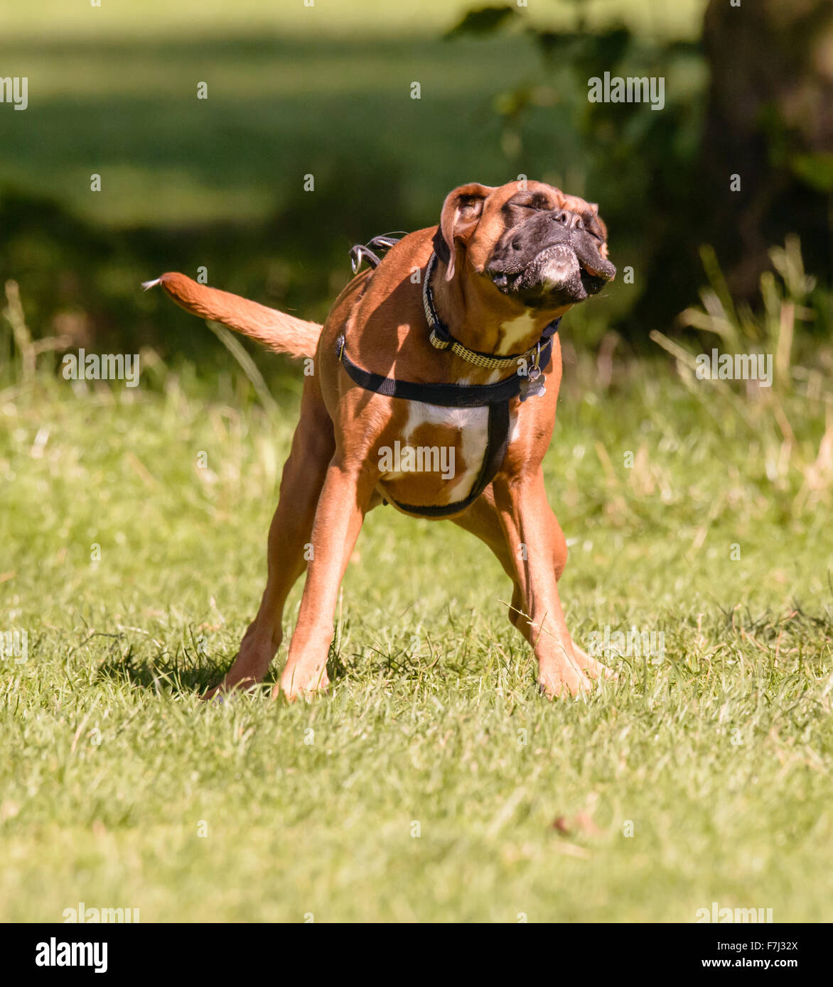 Boo the Boxer having a shake Stock Photo - Alamy