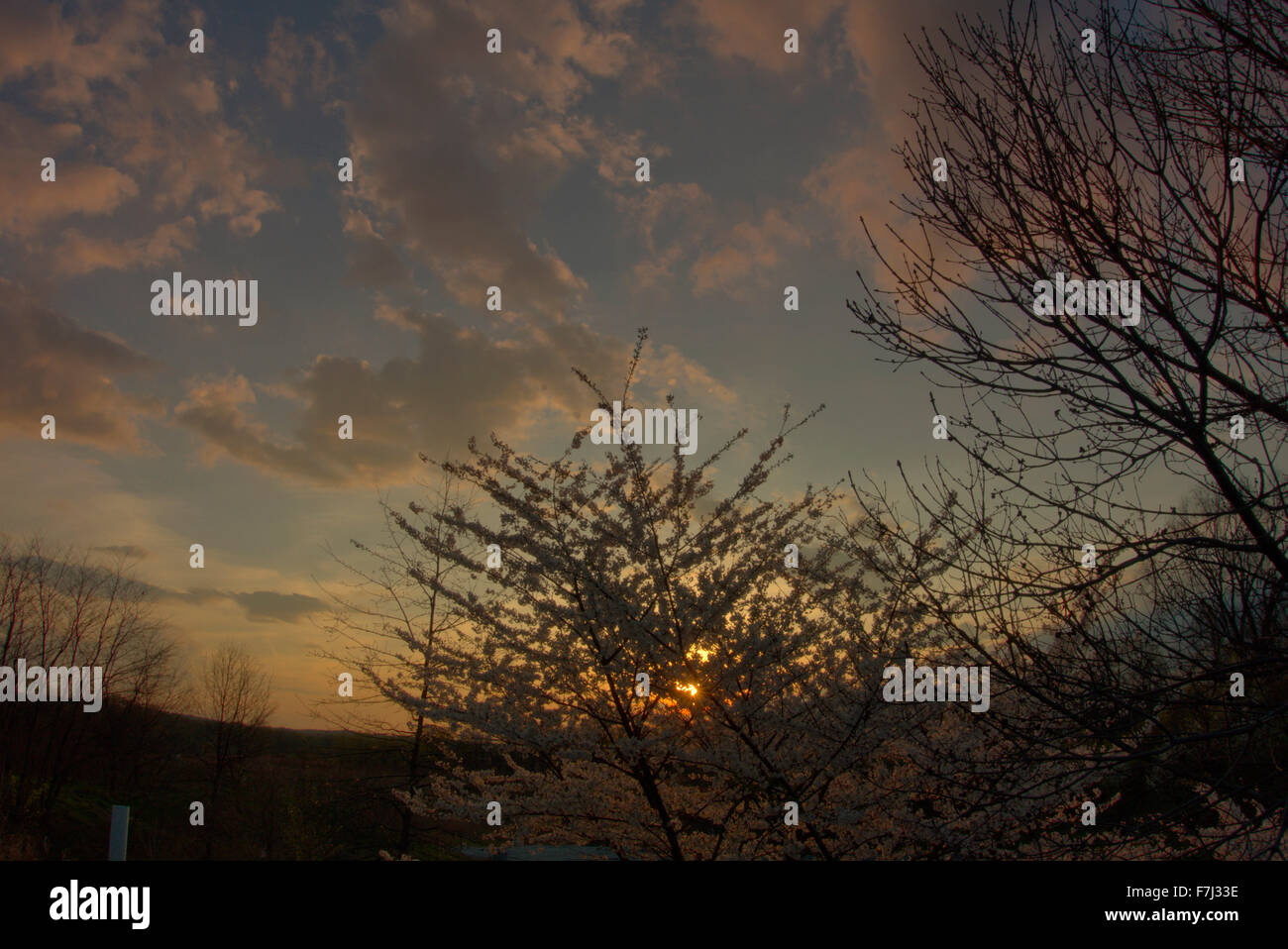 Cherry blossoms during sunset in Northern Baltimore County, Maryland ...