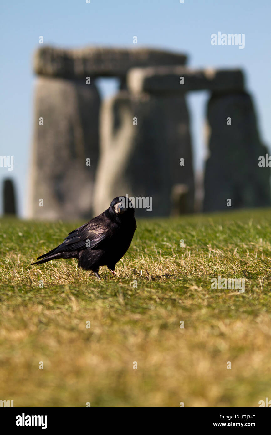 Rook looking into camera at Stonehenge Wiltshire Stock Photo - Alamy