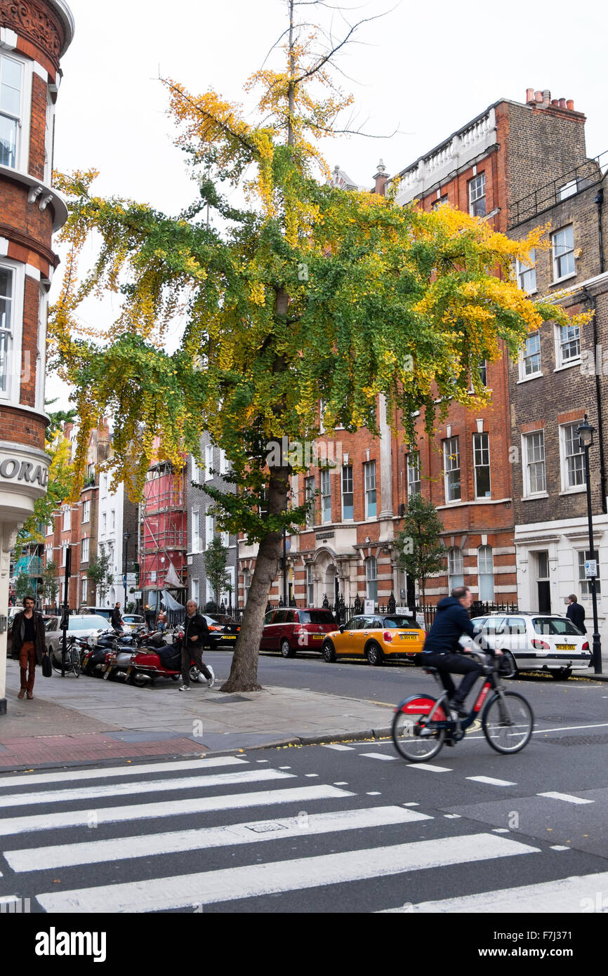 A tree in autumnal colours on the corner of Great Portland Street next ...