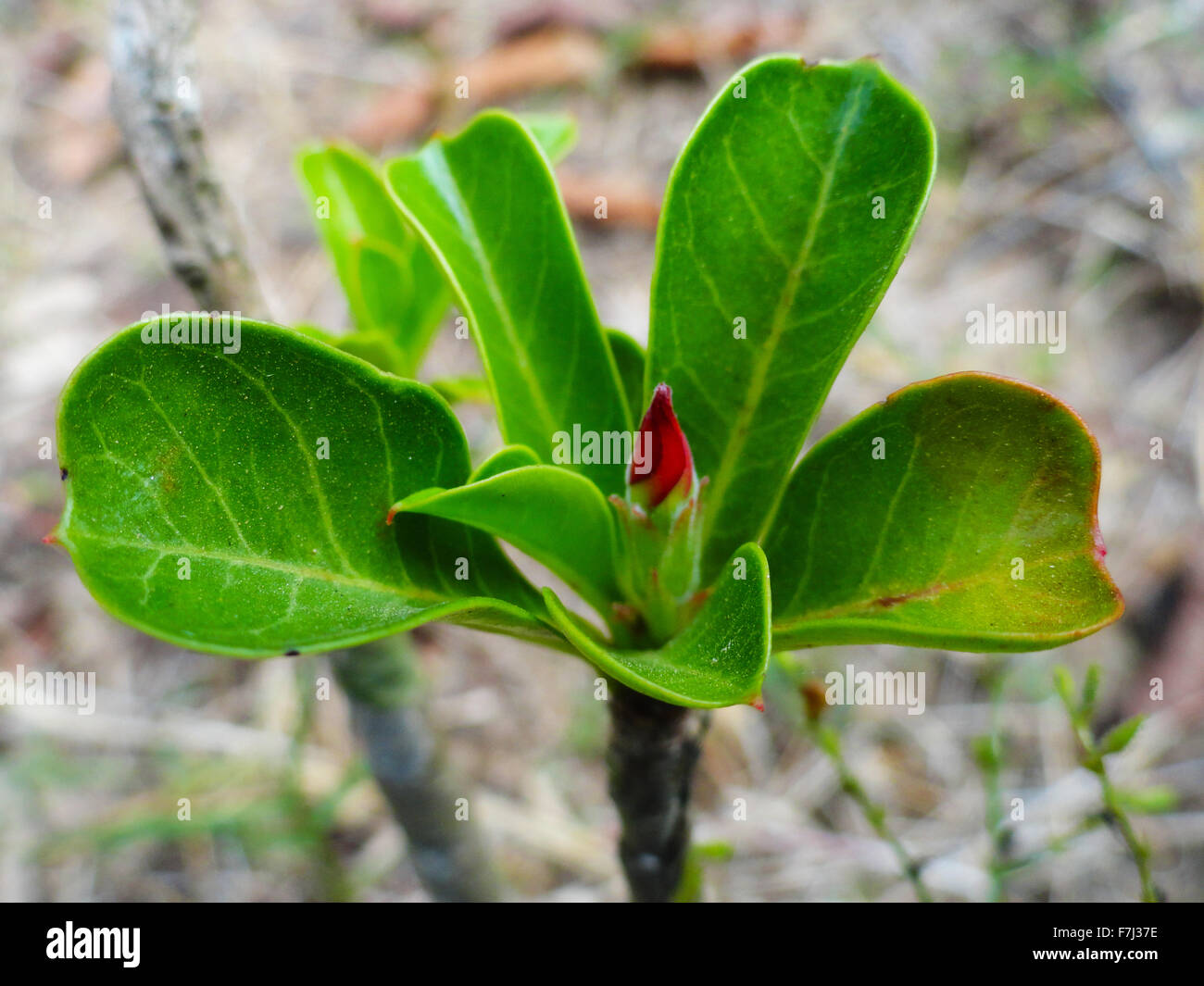 Beautiful fresh branch hi-res stock photography and images - Alamy