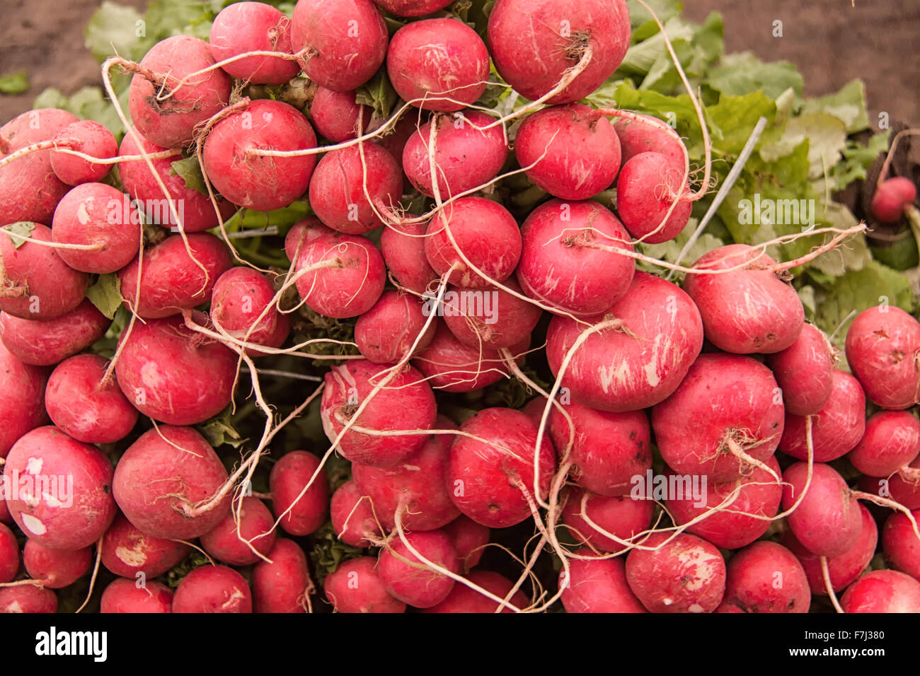 Red Radishes Large red radishes are sold in the weekly farmers market ...