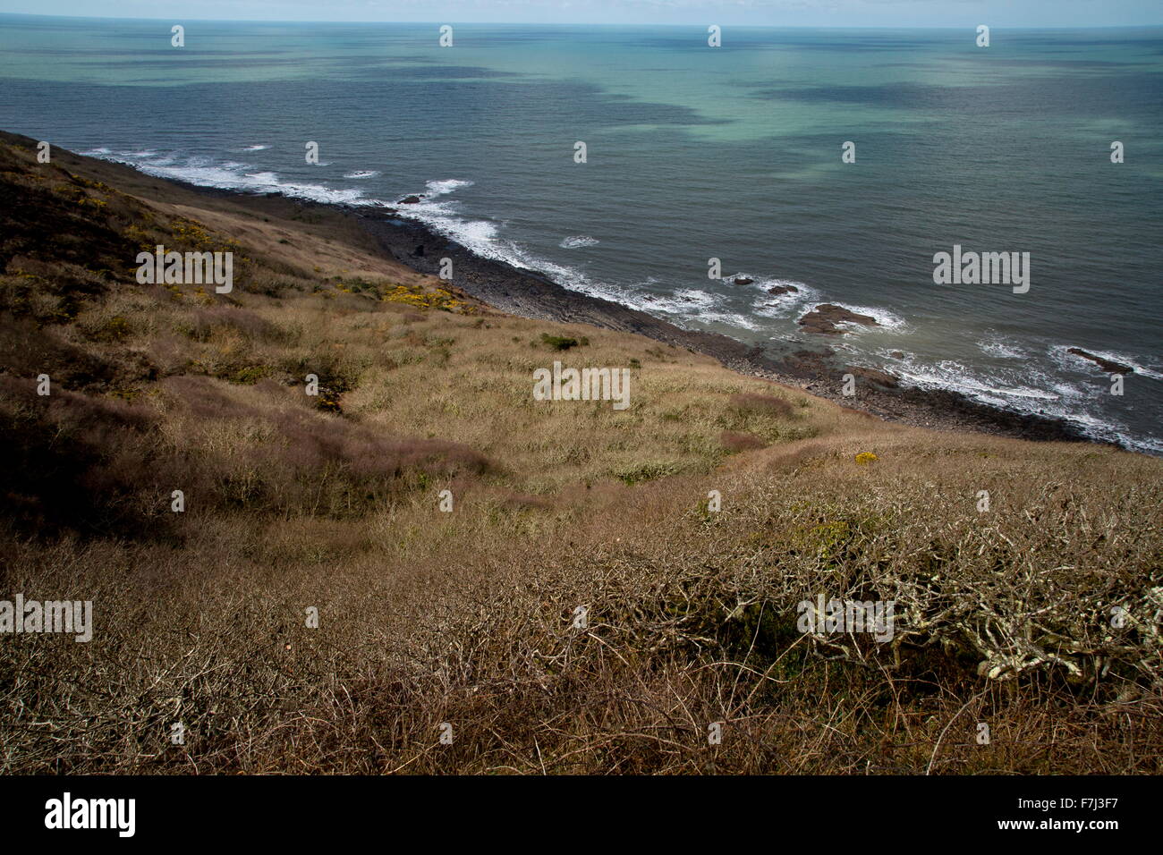 Dwarf mixed oak woodland at Dizzard, in the Boscastle to Widemouth SSSI ...