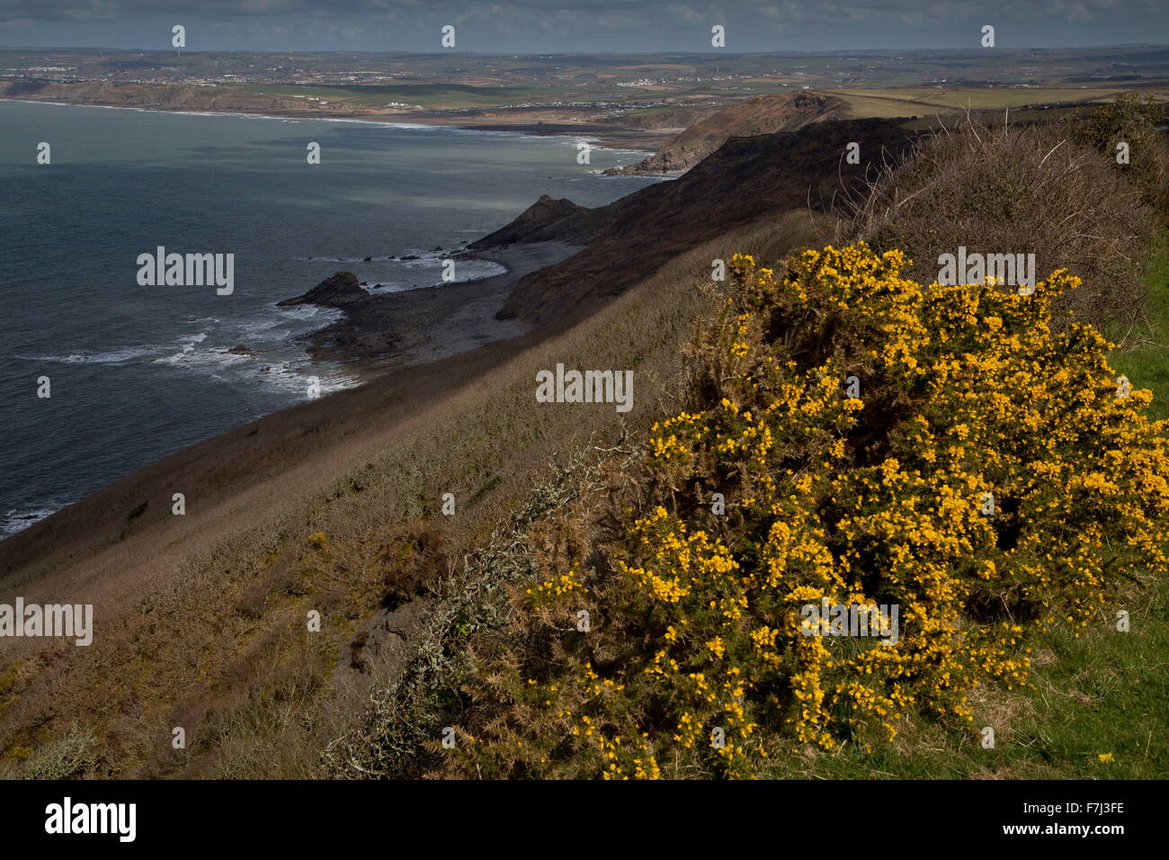 The north cornish coast towards Widemouth, from Dizzard, with common ...