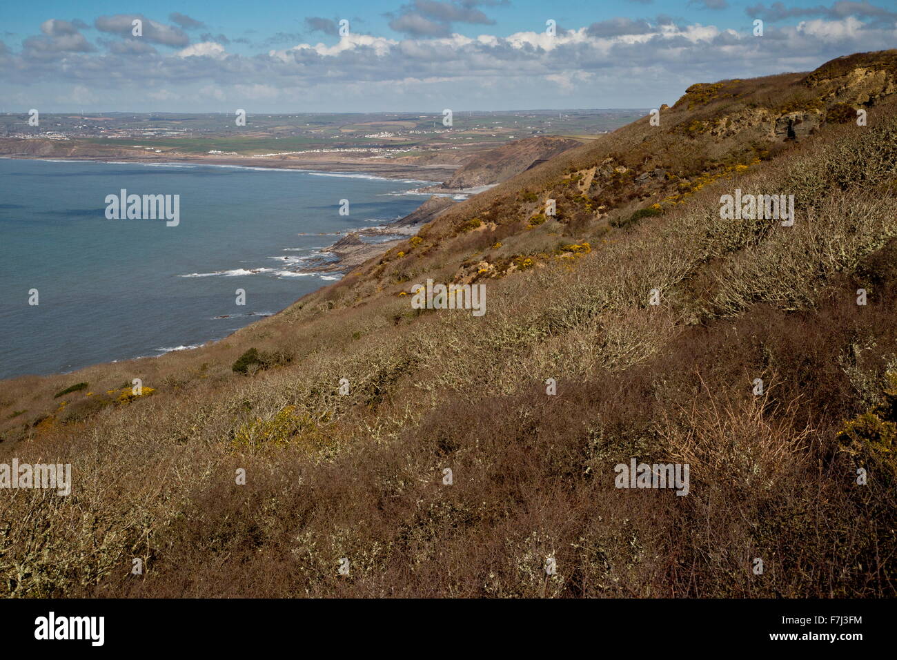Dwarf mixed oak woodland at Dizzard, in the Boscastle to Widemouth SSSI ...