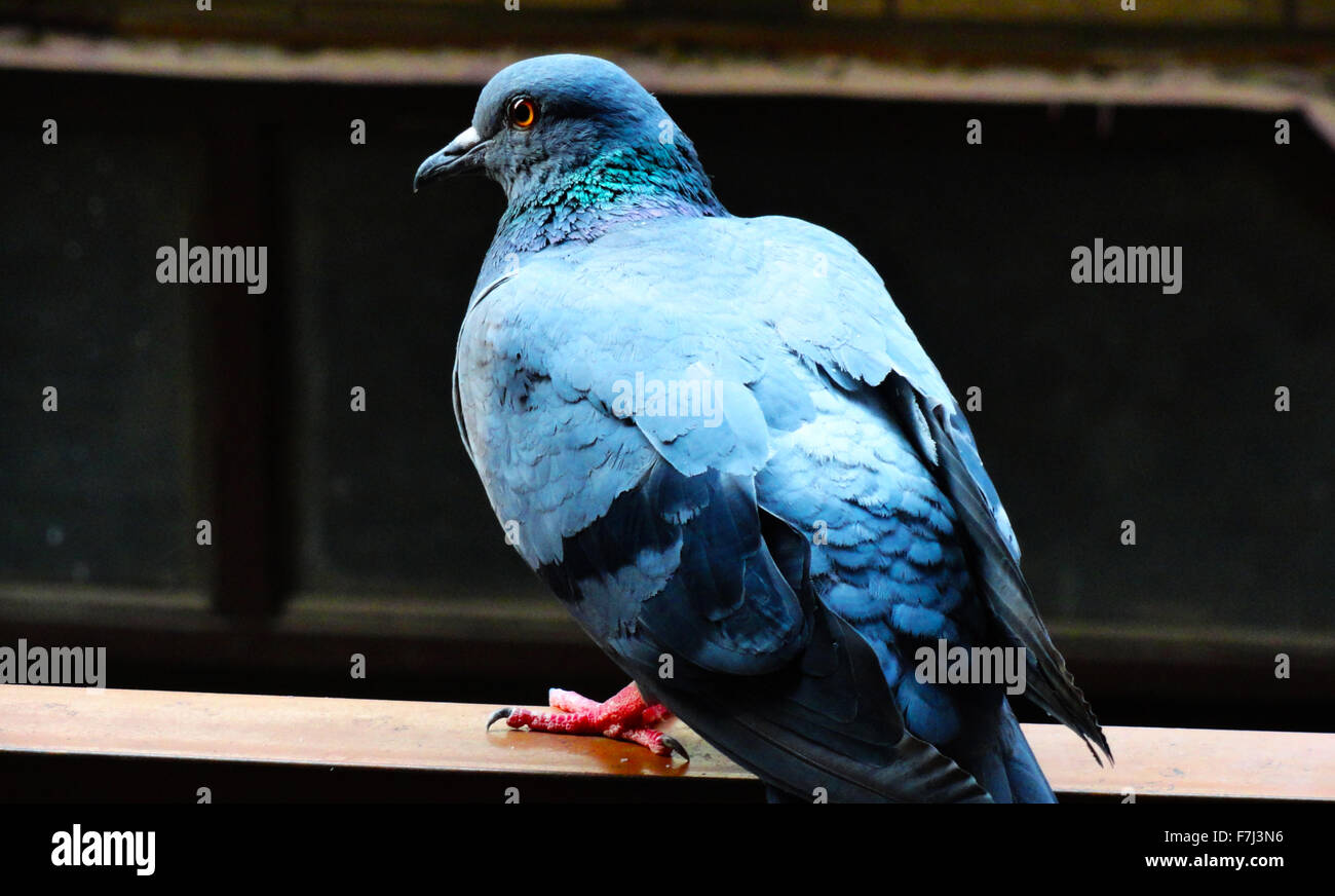 Pigeon sitting on Balcony Railing Stock Photo - Alamy