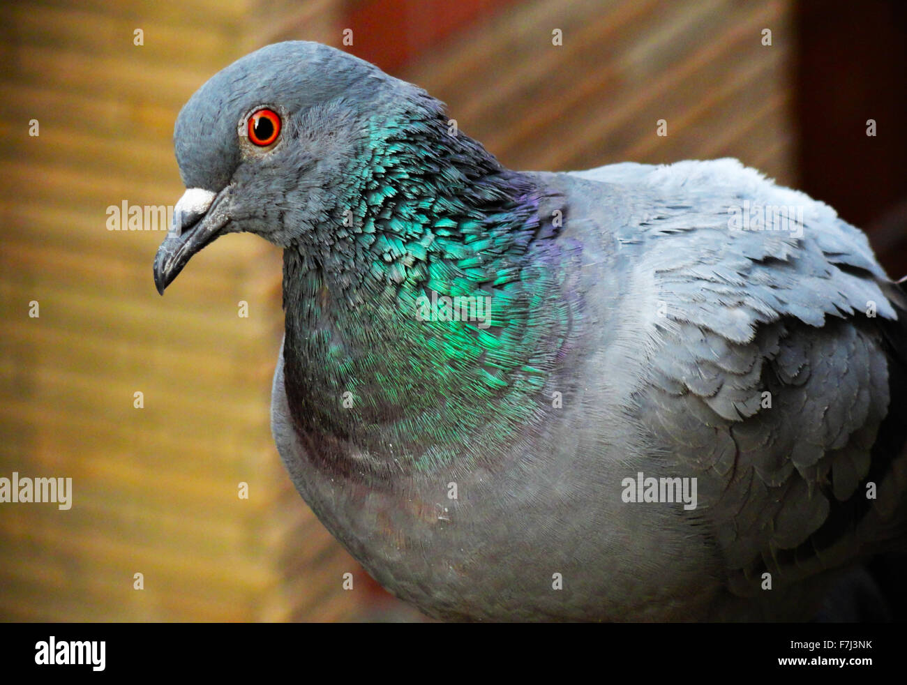 Close up view pigeon hi-res stock photography and images - Alamy