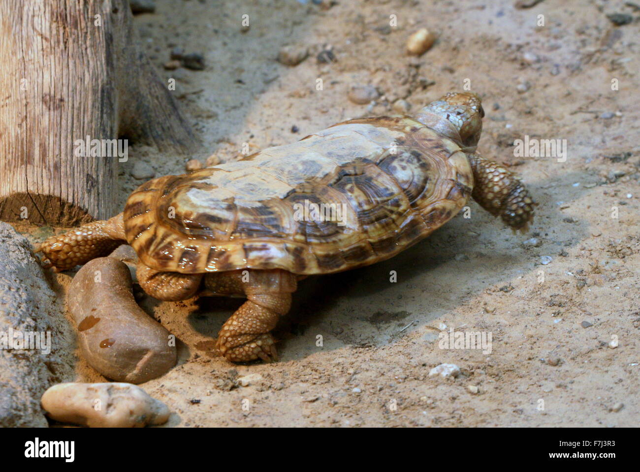 Pannekoek High Resolution Stock Photography and Images - Alamy