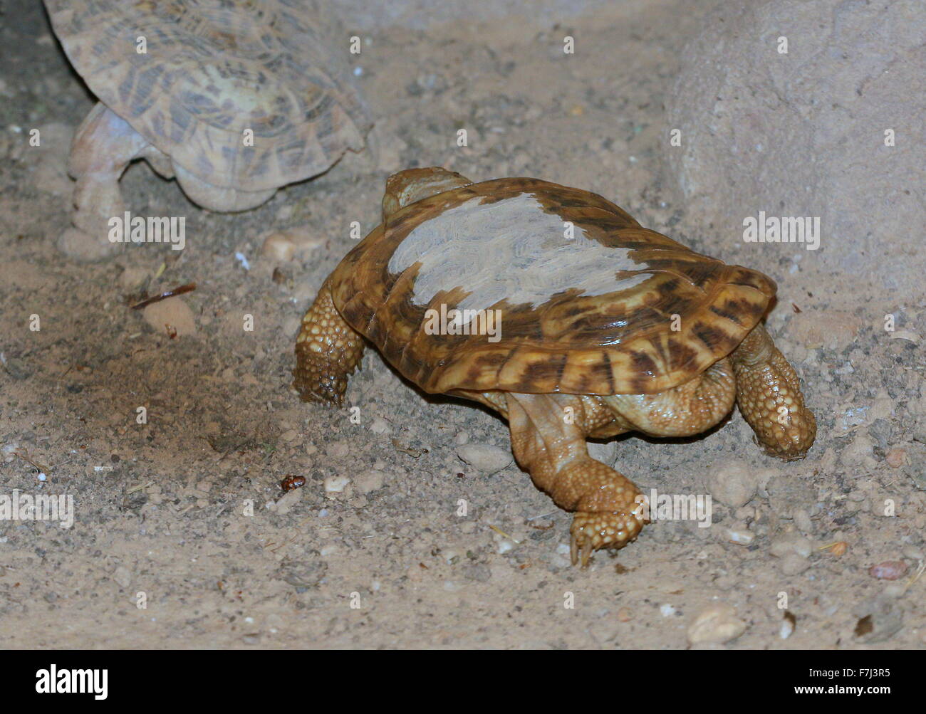 Small flat-shelled East African Pancake tortoise (Malacochersus ...