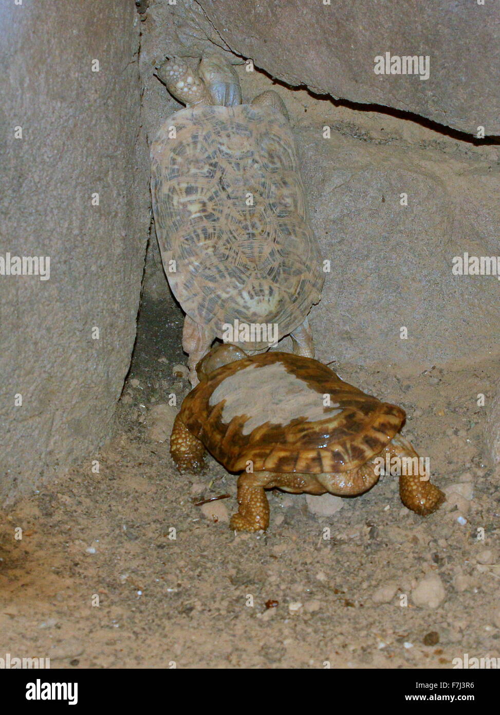 African Pancake tortoise (Malacochersus tornieri, Testudo tornieri ...