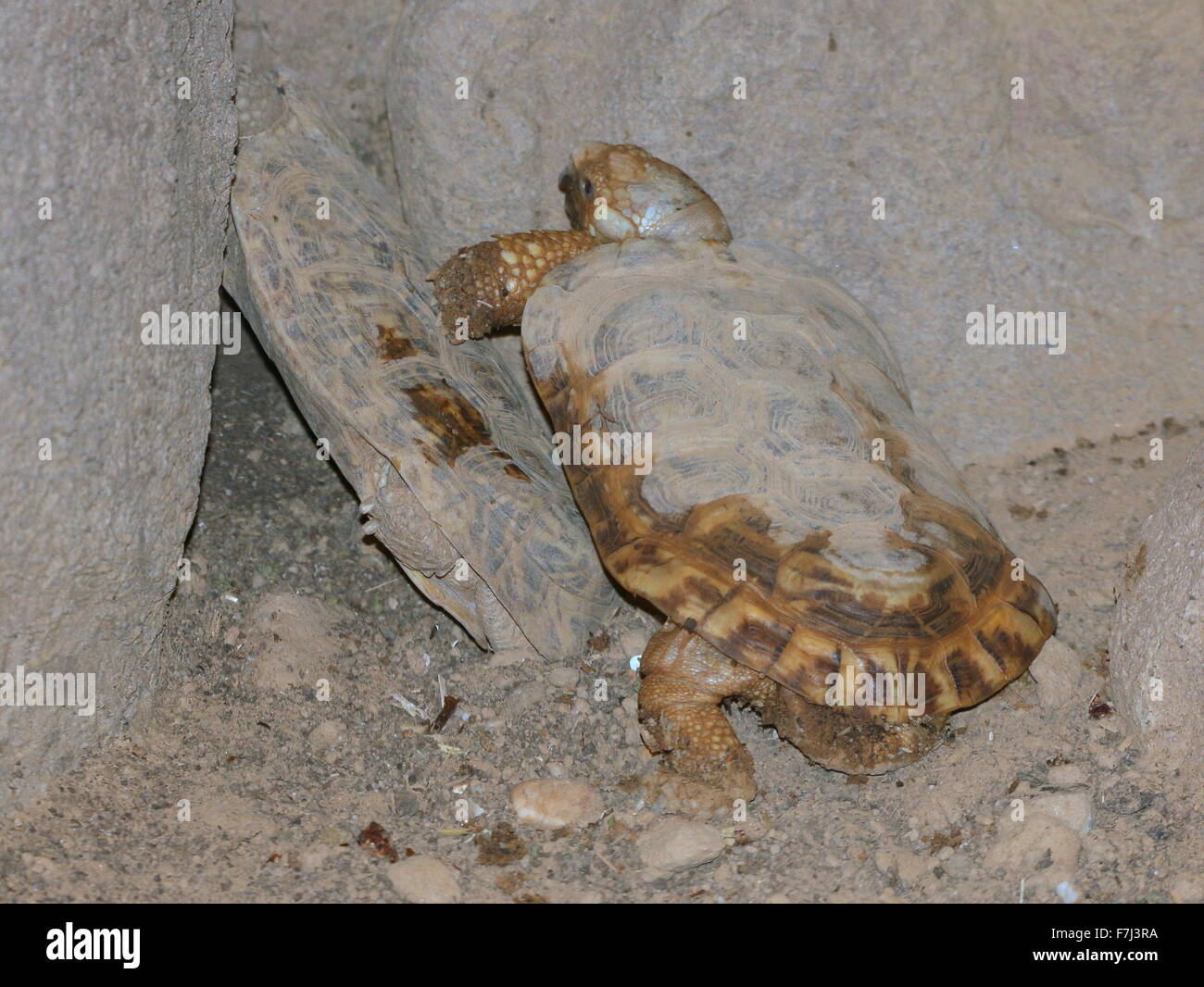 African Pancake tortoise (Malacochersus tornieri, Testudo tornieri ...