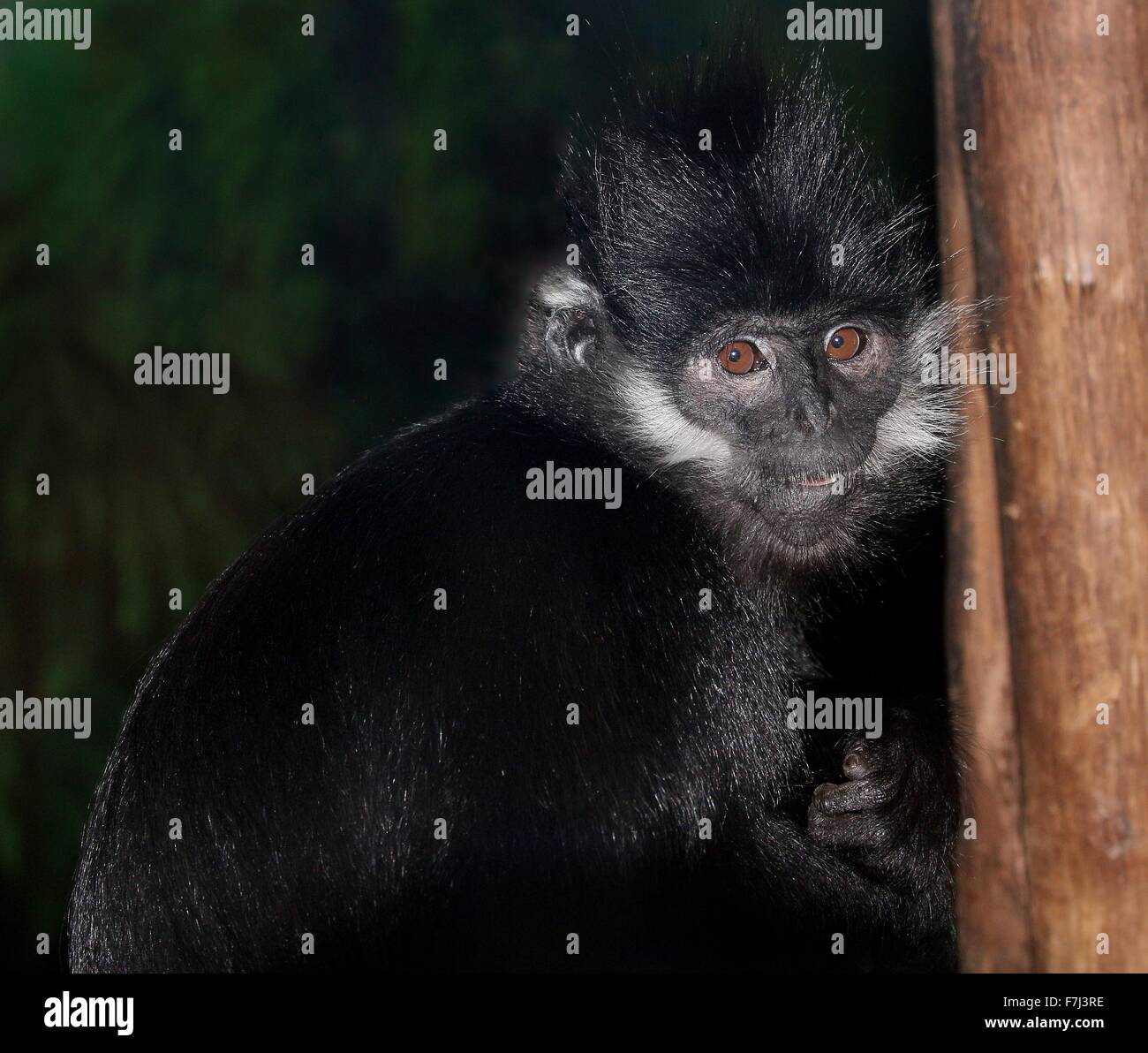 Southeast Asian François' Langur ( Trachypithecus francoisi), a.k.a ...
