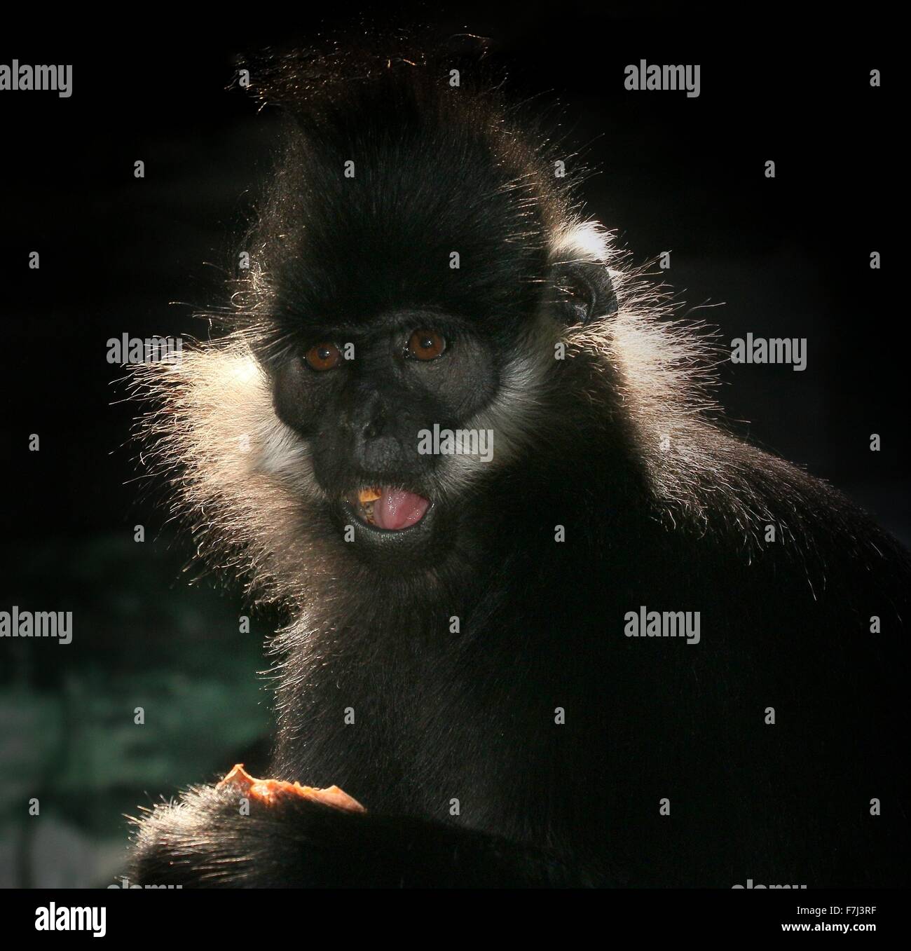 Southeast Asian François' Langur ( Trachypithecus francoisi), a.k.a ...