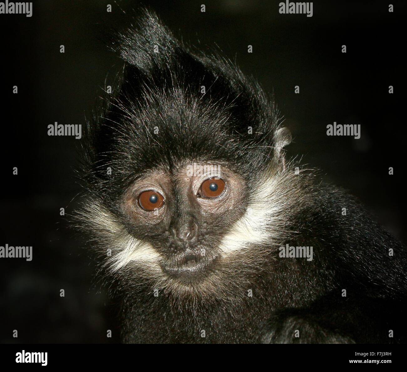 Francois langur hi-res stock photography and images - Alamy