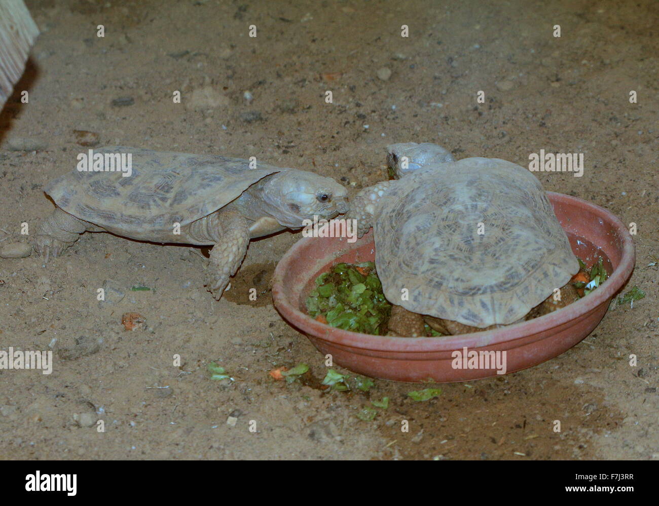 Pair of flat-shelled East African Pancake tortoises (Malacochersus ...