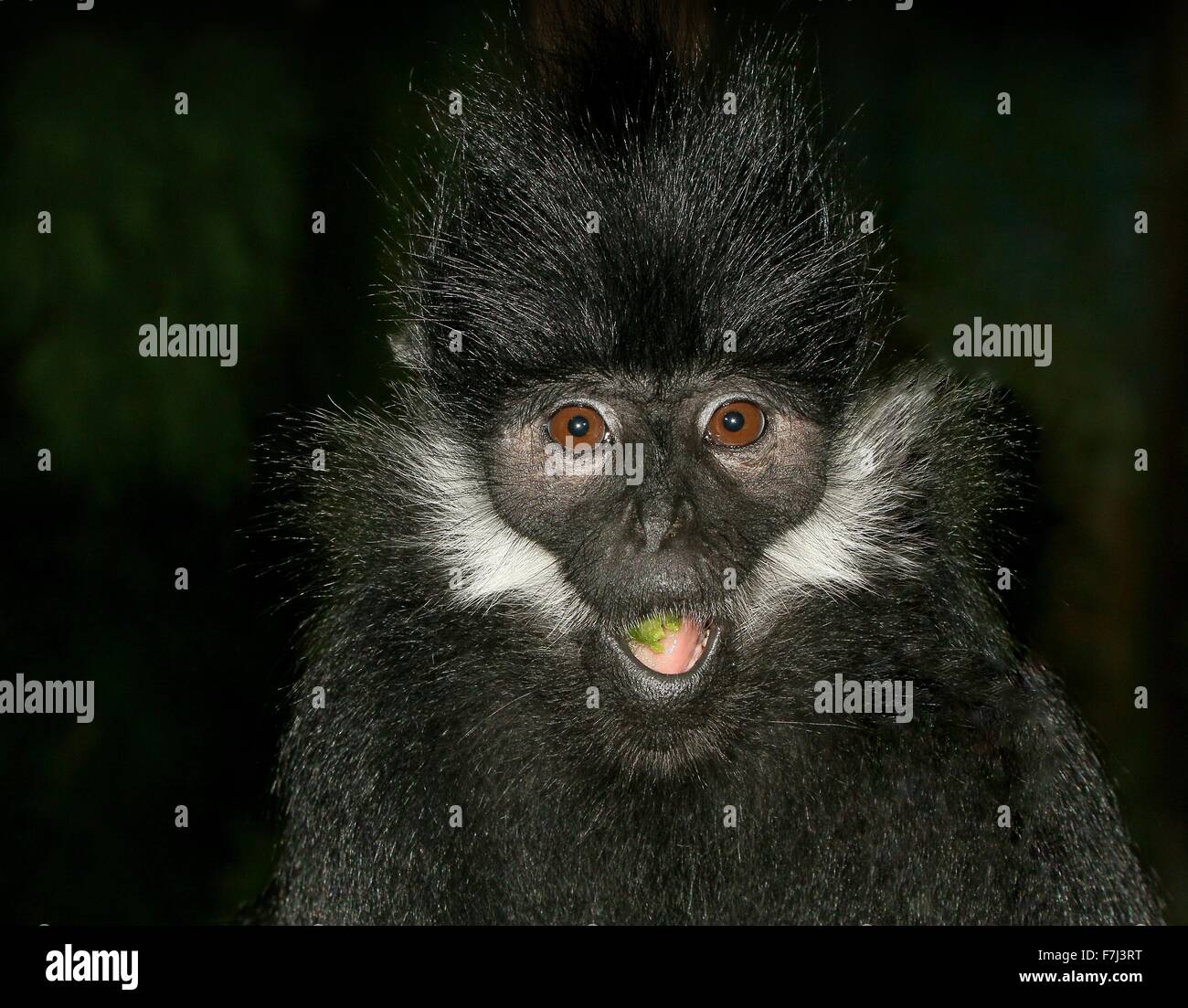 Southeast Asian François' Langur ( Trachypithecus francoisi), a.k.a ...