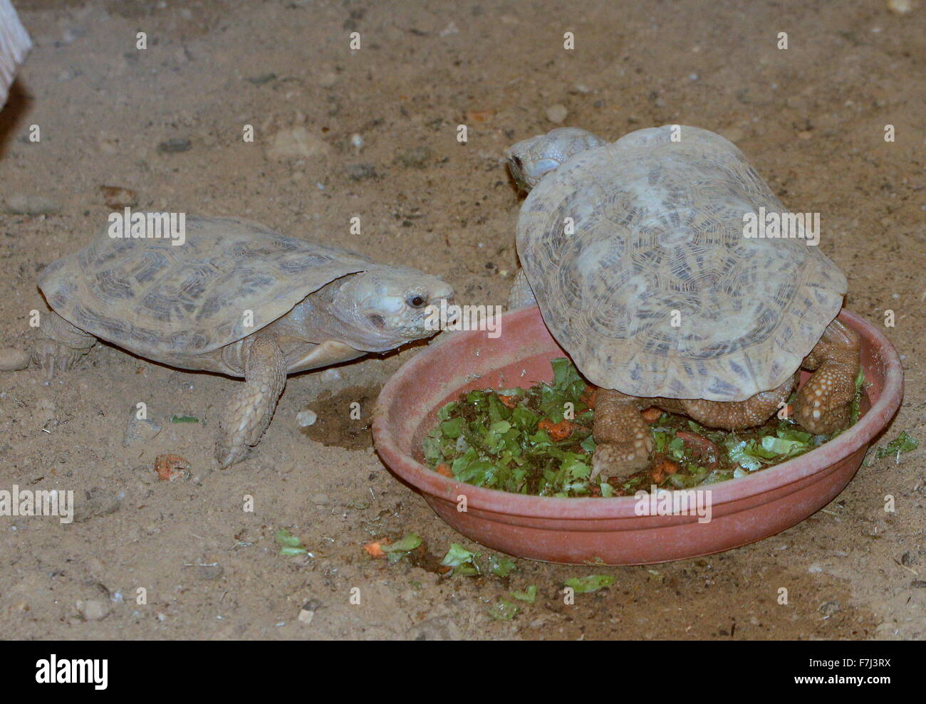 Pair of flat-shelled East African Pancake tortoises (Malacochersus ...