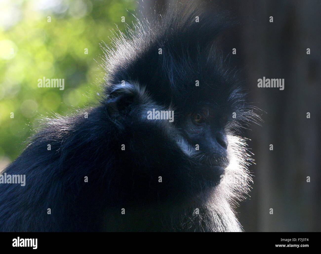 Southeast Asian François' Langur ( Trachypithecus francoisi), a.k.a ...