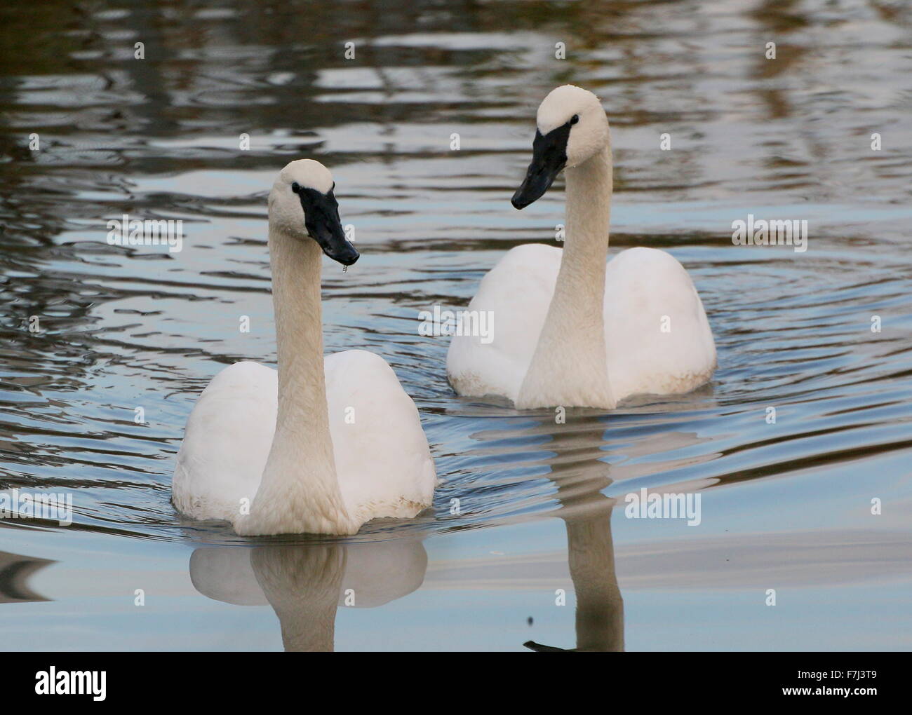 Pair of two North American Trumpeter Swans (Cygnus buccinator) swimming ...