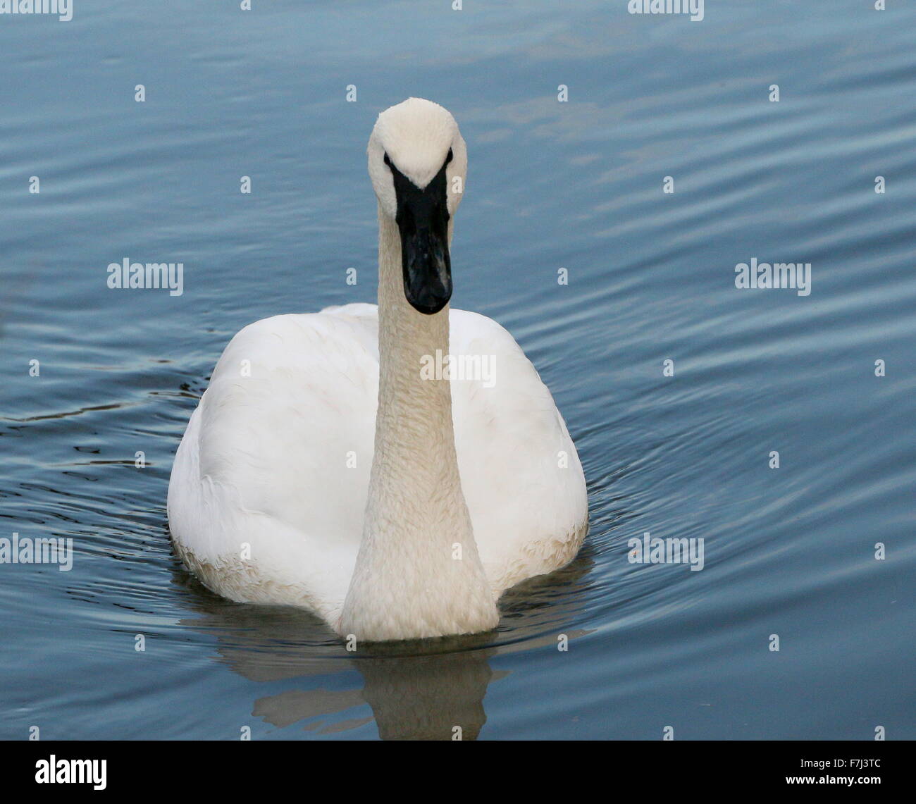 North american swans hi-res stock photography and images - Alamy