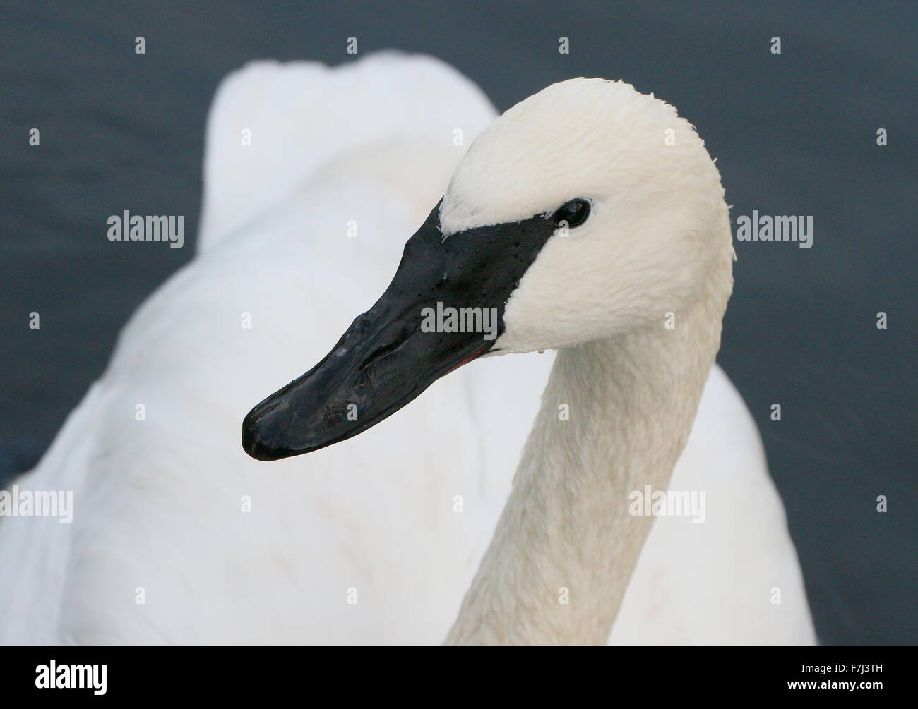 North american swan hi-res stock photography and images - Alamy