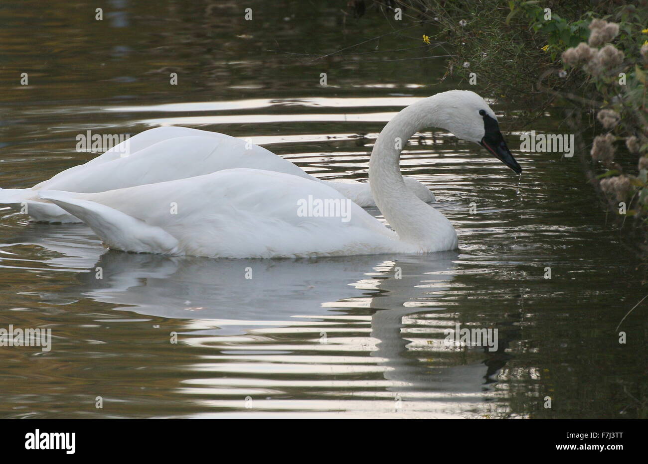 North American Swans High Resolution Stock Photography and Images - Alamy