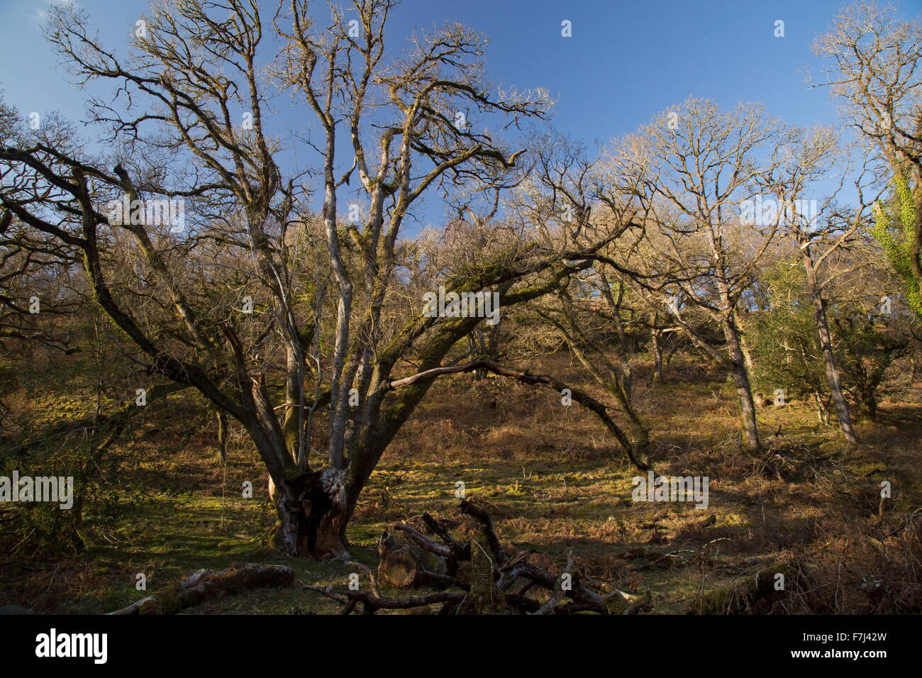 Ancient sessile oak pollards at Cloutsham, Dunkery Beacon, Exmoor ...
